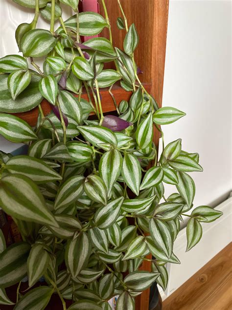 Help Identifying Plants Rplants