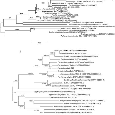 Maximum Likelihood Phylogenetic Tree Based On Almost Complete 16s Rrna