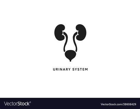 Urinary System Royalty Free Vector Image Vectorstock