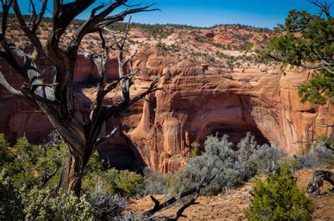 「troglodytic」の写真素材 145件の無料イラスト画像 Adobe Stock