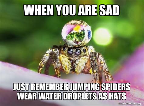 Jumping Spider Water Meme 🕷 A Tiny Spider A Perfect Droplet 💧
