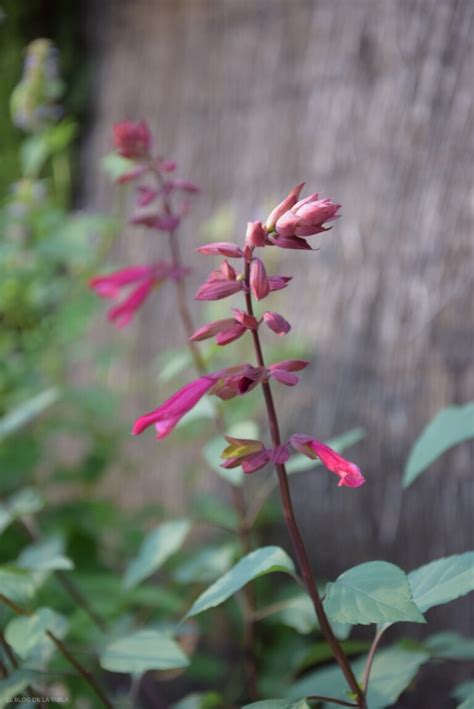 Salvia Love And Wishes Flores De Color Púrpura Rojizo Desde El Final