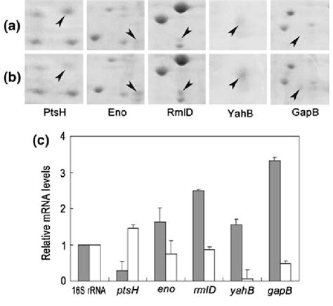 Comparison Of The Protein Pattern Of L Lactis Strains By 2 De Ph