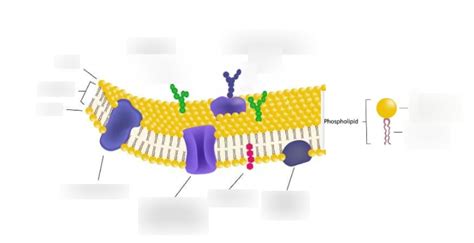 Membrane Labeling Adv Bio Stump Diagram Quizlet