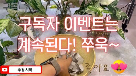 무늬 핑크스팟 매직마블 밀크컨페티 싱고니움 나눔이벤트 추첨 ~ 당첨자4분 축하드립니다이벤트싱고니움 Youtube