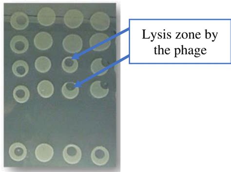 View Of The Spot Test Technique The Same Bacteriophage Is Tested On 20 Download Scientific
