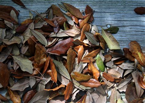 Deborahs Garden Live Oaks And Mulch