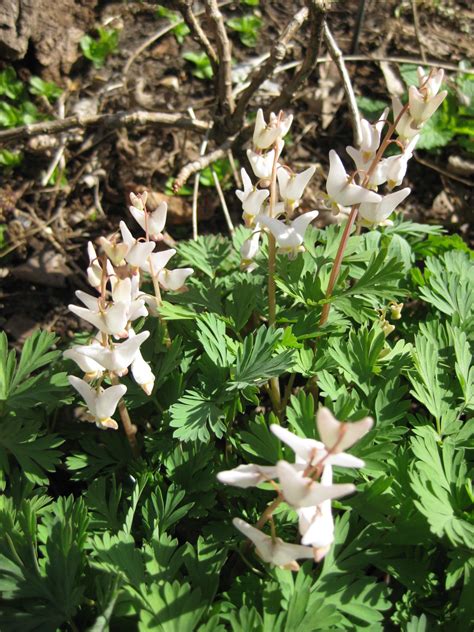Dicentra Cucullaria 2010 Rotary Botanical Gardens