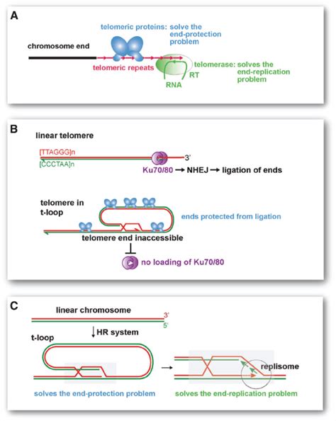 Frontiers A Loopy View Of Telomere Evolution Genetics