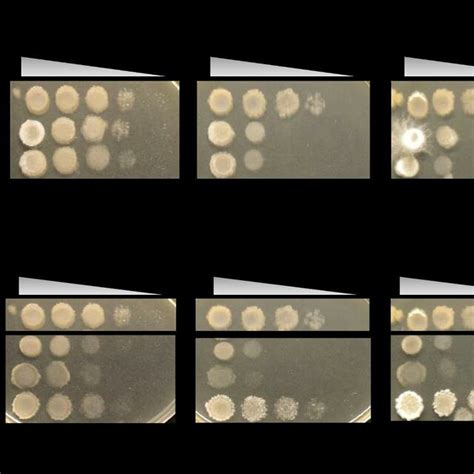 Sensitivity To The Mitochondrial Complex Iii Inhibitors Azoxystrobin