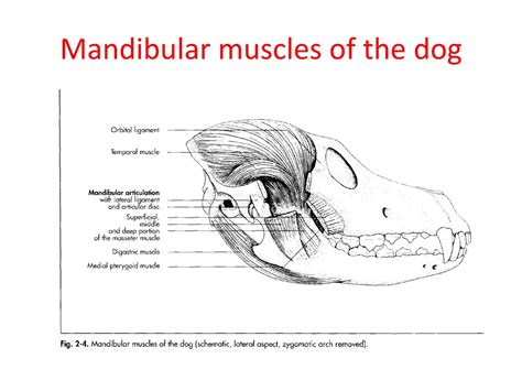 Ppt Muscles Of Mastication Powerpoint Presentation Free Download