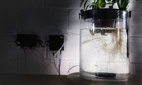 Nft Or Dwc Which Hydroponic System Is Better Growee
