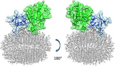 Interaction Of Fapp1 With Arf1 And Pi4p At A Membrane Surface An