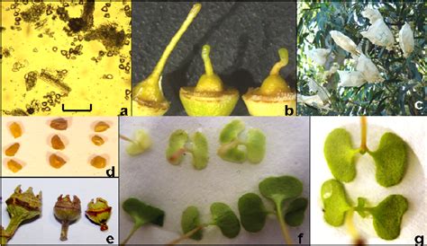 Wide Interspecific Hybridization Of Eucalyptus A Eucalyptus Pollen Download Scientific