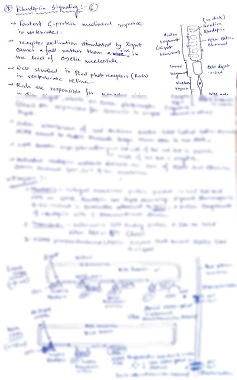 Solution Rhodopsin Signalling Pathway Cell Signalling Biology