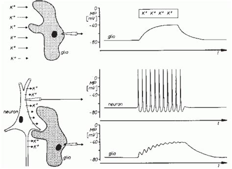 Neurophysiologic Basis Of Eeg And Dc Potentials Neupsy Key