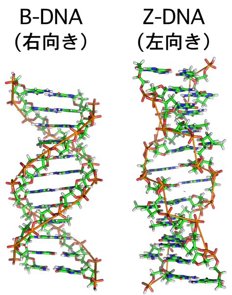 対称性を破る動物の形づくり サイエンティストライブラリー JT生命誌研究館
