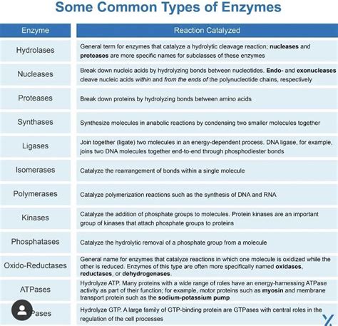 Best 13 What Is The Difference Between Restriction Enzyme And Restriction Endonuclease Artofit
