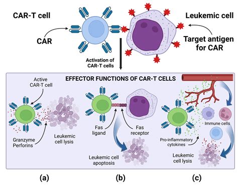 Car T Cells Immunotherapies For Acute Myeloid Leukemia Therapy Encyclopedia Mdpi