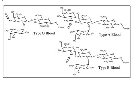 Solved Find The Anomeric Carbons And Lable Them Alpha Or