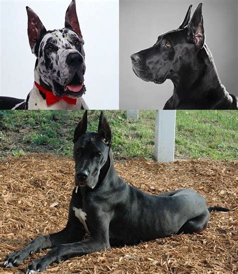 Собаки з довгими вухами ⇒ ТОП 10 порід для вашої сімї