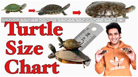 Full Grown Red Eared Slider Turtle