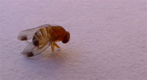 Biological Control Agent Of Spotted Wing Drosophila Considered