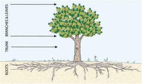 Tree Root Diagram