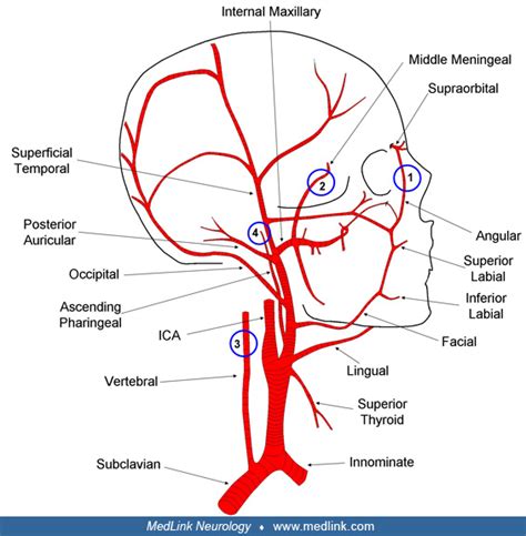 External Carotid Artery Branches