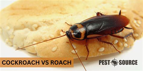 Cockroach Vs Roach Pest Source