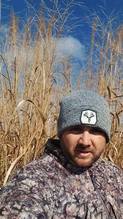 Switchgrass And Giant Miscanthus Screen Update Shorts Screen