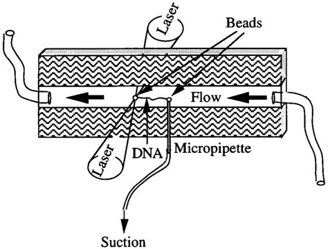 Schematic Diagram Showing The Geometry Of The Experiment Two Counter