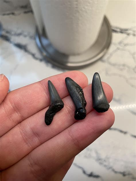 Are These Mako Teeth R Sharkteeth