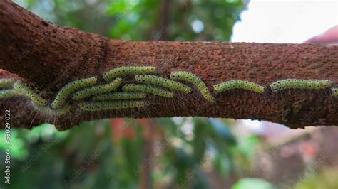 A Group Of Caterpillar On Longan Tree Line Up On The Tree Branch Bokeh