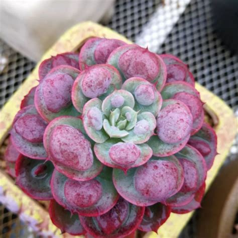 Echeveria Rain Drops 6 Inch Limited The Next Gardener