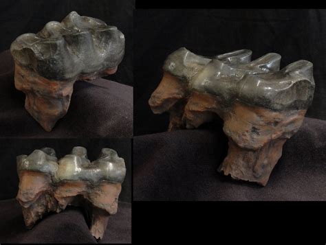 Ice Age Mammals And Parts Gaston Design Inc