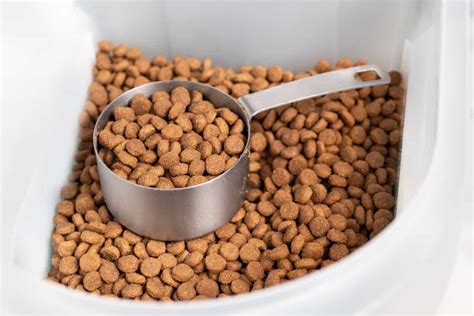 How Much To Feed A Cockapoo Feeding Chart And Guide