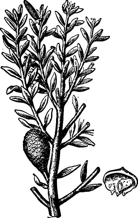 Kauri Pine Vintage Illustration 13805271 Vector Art At Vecteezy