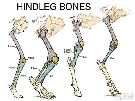 Animal Legs Name At John Triche Blog