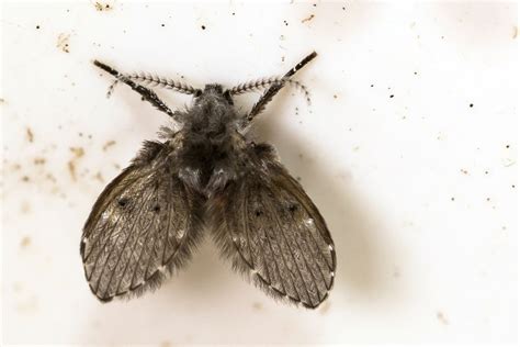 How To Get Rid Of Drain Flies This Old House