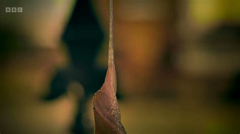 Slugs Are Hermaphrodites Each One Is Both Male And Female Wild