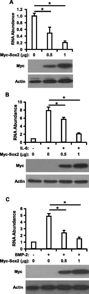 Overexpression Of Sox2 Can Negatively Regulate Hamp Expression In Huh7