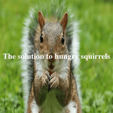 Squirrel Meme Bird Feeder