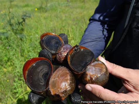 Pomacea Maculata Pomain Photos Eppo Global Database