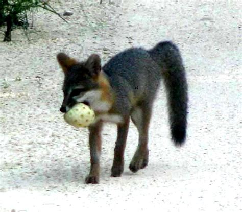 Grey Foxes Eat What
