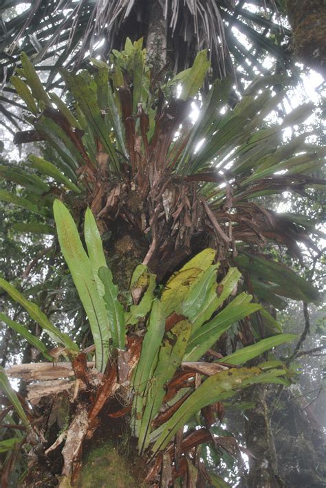 Microsorum Punctatum S L Ferns And Lycophytes Of The World