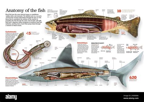 Infographic Of The Anatomy Of The Three Major Classes Of Fish