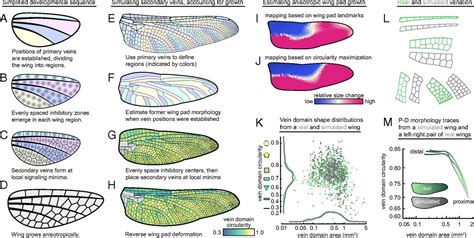 A Simple Developmental Model Recapitulates Complex Insect Wing Venation Patterns Pnas