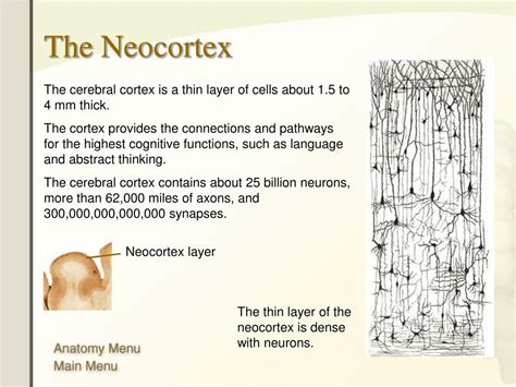 Ppt The Human Brain Anatomy Functions And Injury Powerpoint