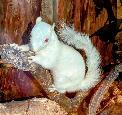 Albino Squirrel Stuffed By Greyam On Deviantart